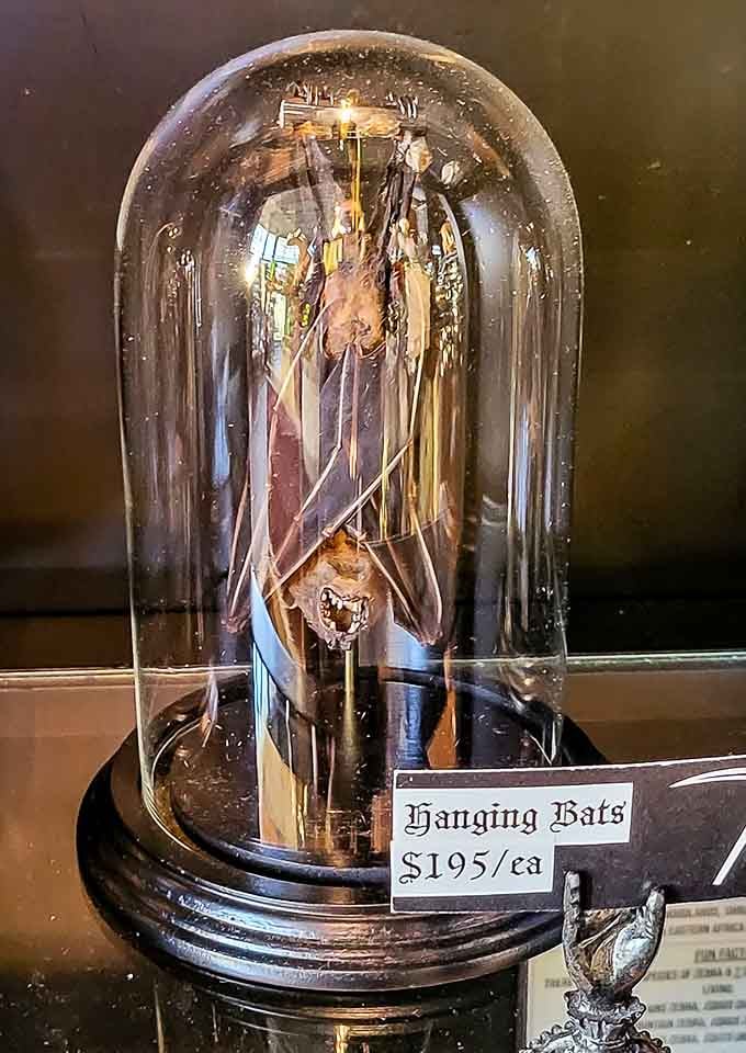 Hanging bats under glass domes bring Victorian curiosity cabinet vibes to anyone ready to embrace year-round spooky sophistication.