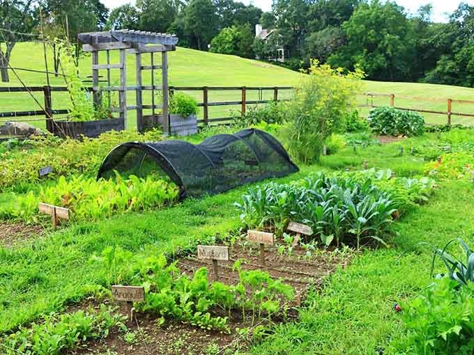 Community gardens where flowers grow taller than most kindergarteners and twice as cheerful about it.