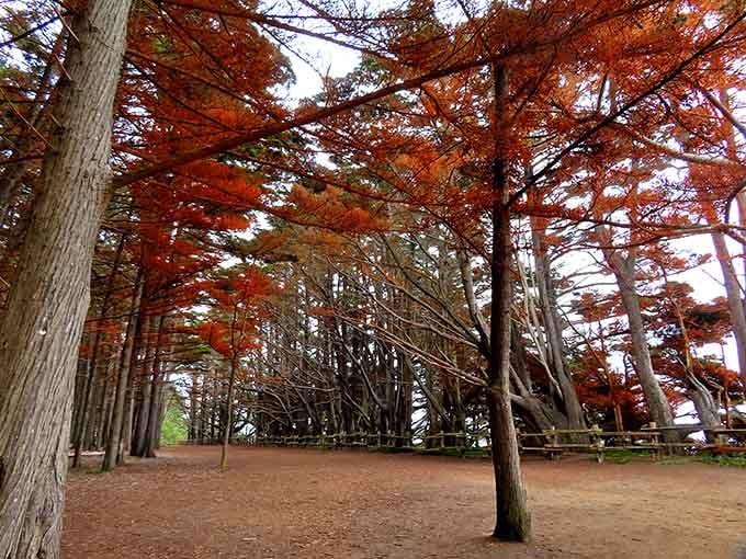 Autumn transforms the tunnel into a copper-toned masterpiece that would make even Bob Ross reach for extra burnt sienna.