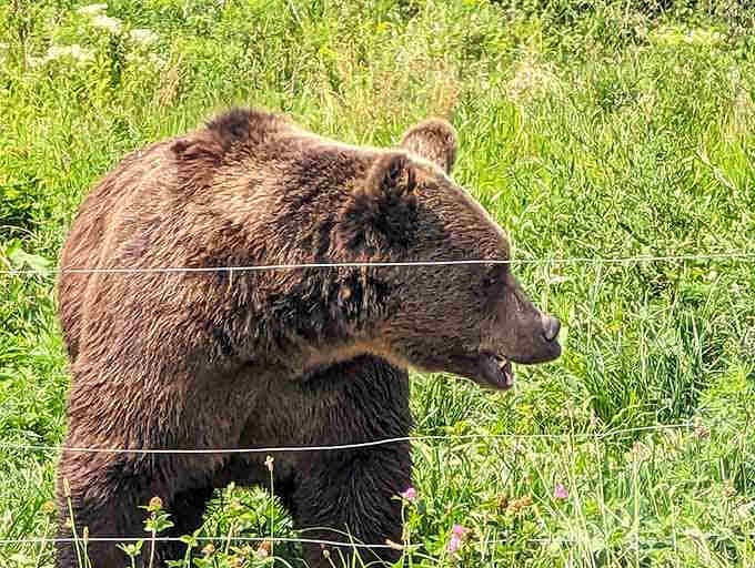 This bear's thick brown coat and powerful build make you grateful for the safety of that fence.
