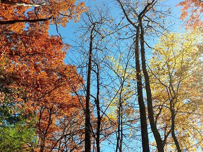 The surrounding canopy creates a natural cathedral where the main attraction happens to be incredibly fun.