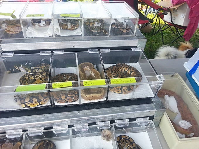 Reptilian retail therapy! Snake enthusiasts find scaly companions while the rest of us marvel at nature's exotic patterns from a safe distance.