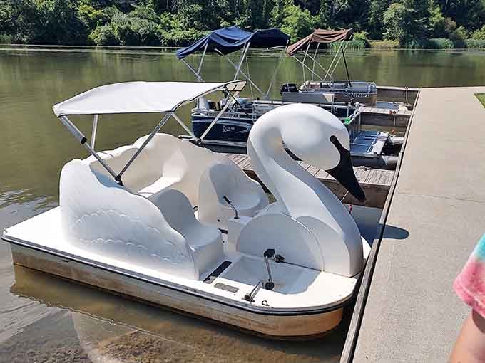 Swan-shaped pedal boats waiting patiently at the dock, ready to make your lake adventure ridiculously photogenic and slightly silly.