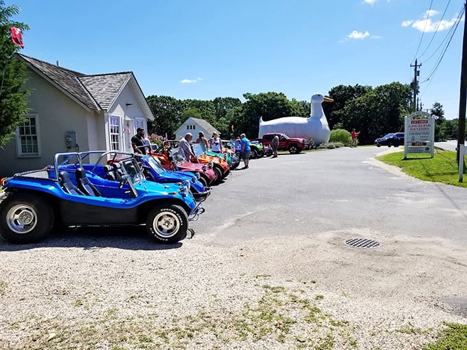 Classic cars and dune buggies gathering here suggests this duck attracts enthusiasts of all stripes and automotive preferences.