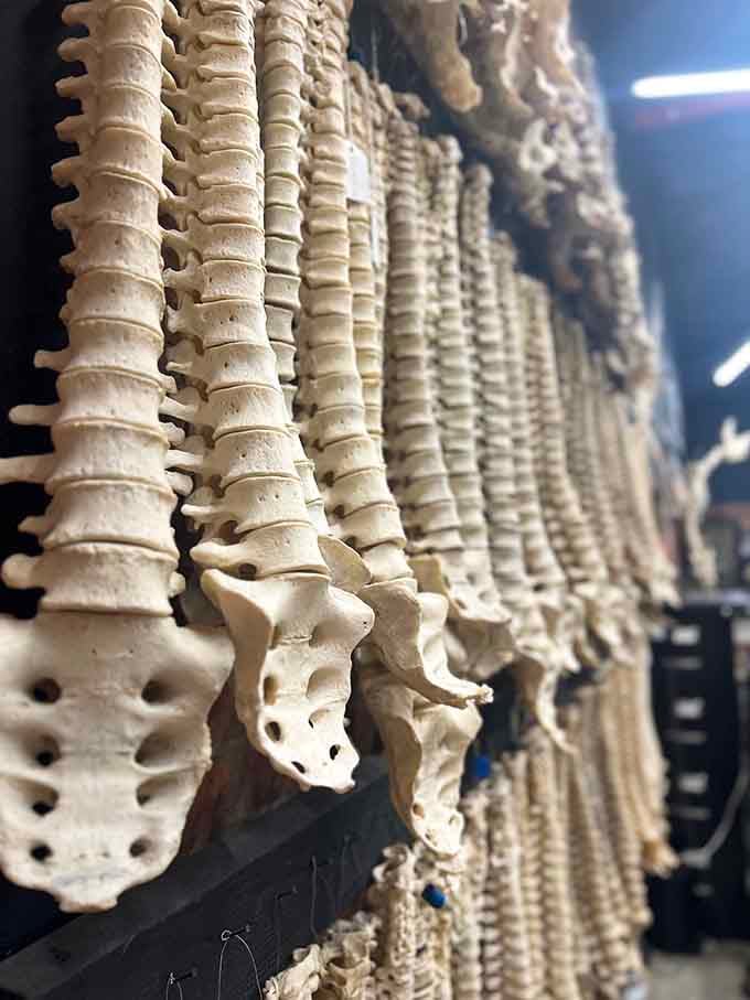 Rows of vertebral columns demonstrate spinal variations, making you want to sit up straighter while you're looking.