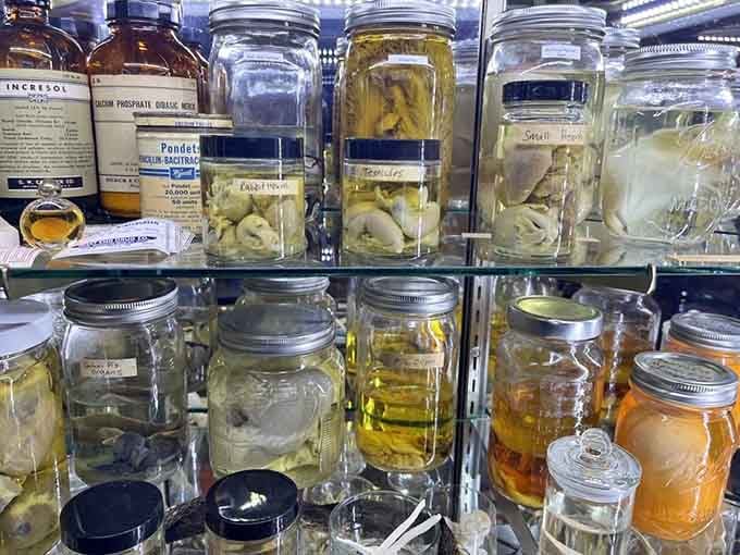 Preserved specimens in jars line the shelves like a mad scientist's pantry, educational and slightly unsettling in equal measure.