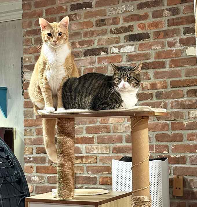 Two cats surveying their kingdom from atop a scratching post like the royalty they clearly are.