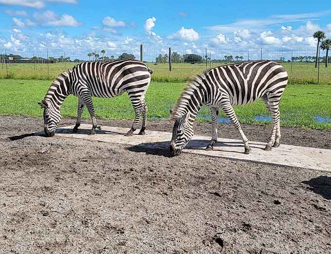 Zebras grazing in Central Florida is proof that sometimes the most unexpected things make perfect sense once you stop questioning them.
