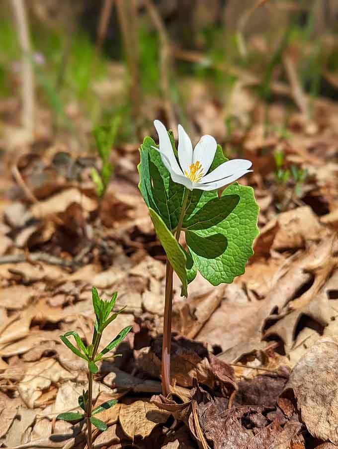 Bloodroot blooms delicately on the forest floor, proving small things create the biggest impact.