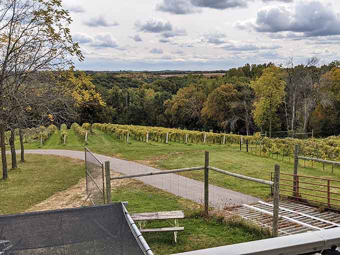 Garvin Heights Vineyards turns Mississippi bluff country into wine country with views that pair perfectly with everything.