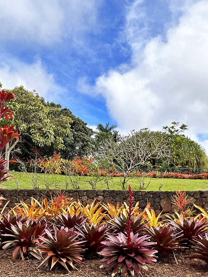 Tropical tapestry: Bromeliads and other exotic plants create a living rainbow that frames the pathways with natural Hawaiian splendor.