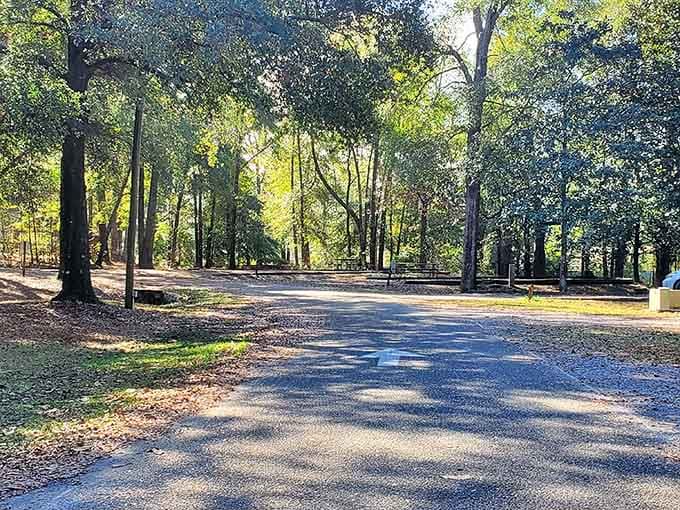 Dappled sunlight playing hide-and-seek between trees—nature's version of mood lighting for your outdoor adventures.