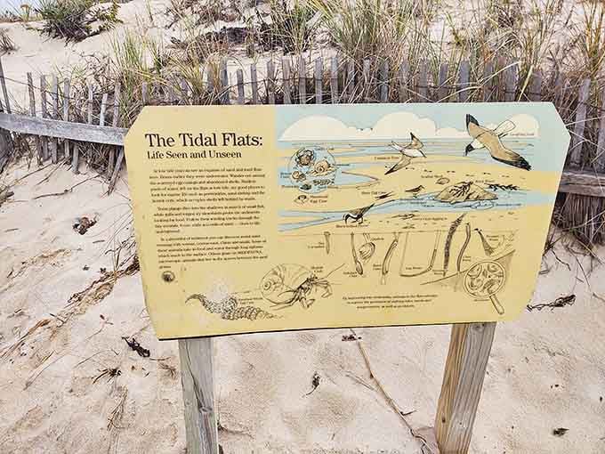 Nature's classroom doesn't require WiFi. This educational sign reveals the hidden world of tidal flats to curious minds of all ages.