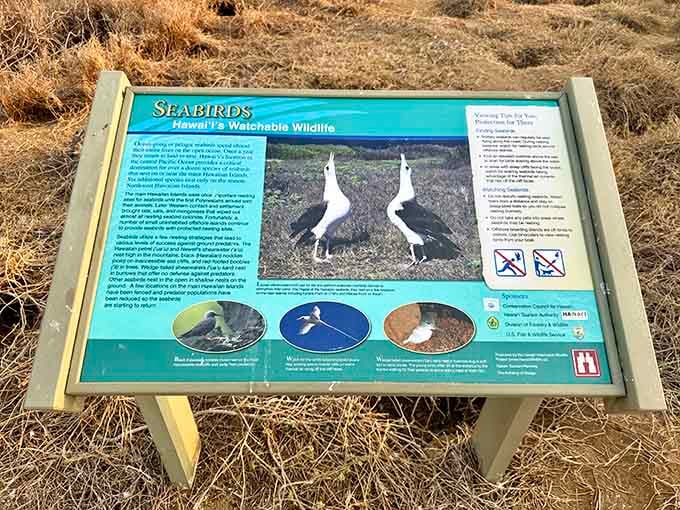 Sunset at Ka'ena Point turns the ocean into liquid gold. No filter needed when nature's already showing off.