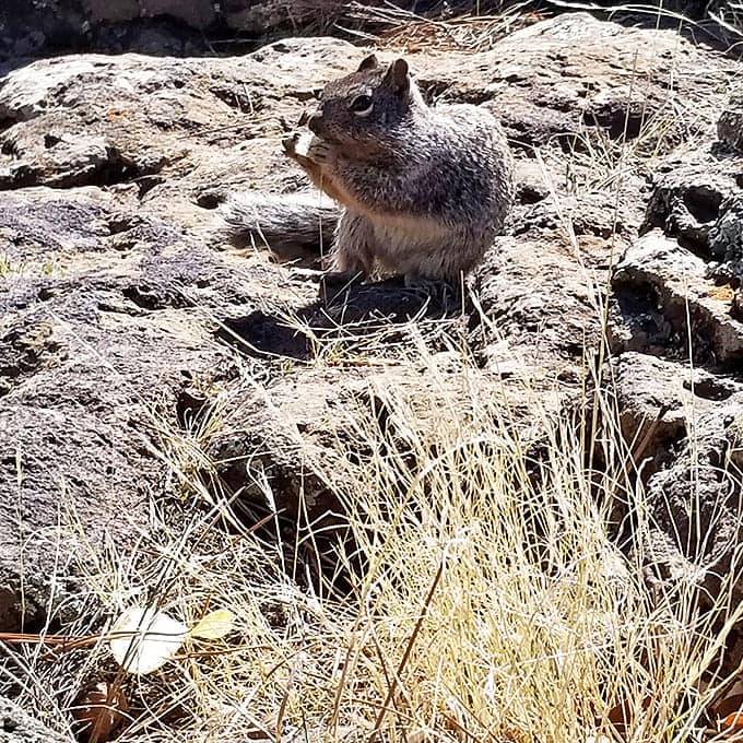"Got any snacks?" The local welcoming committee consists of furry residents who've perfected the art of the adorable stare-down.