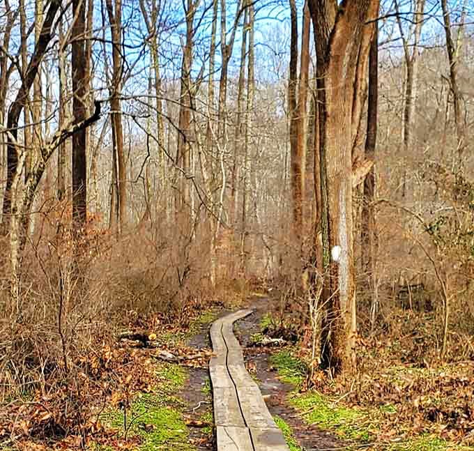 Boardwalk empire, forest edition. This wooden pathway keeps your feet dry while leading you deeper into Ridley Creek's secrets.