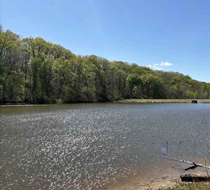 Sunlight dancing on ripples, trees standing guard. This lake scene is nature's version of meditation&mdash;no app required.