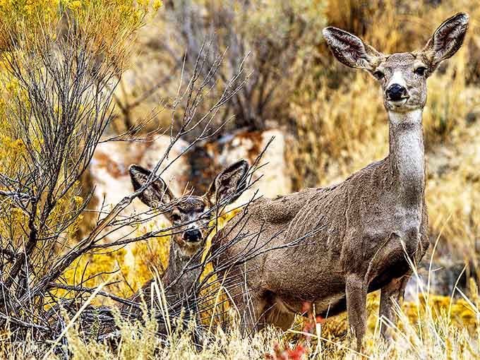 "Excuse me, do you have a moment to talk about Glendo's conservation efforts?" Local residents keeping an eye on park visitors.