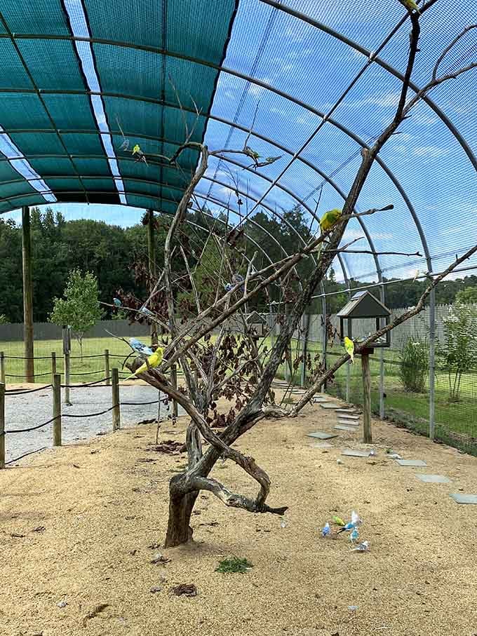 The aviary enclosure where colorful parakeets flutter about, creating their own little tropical paradise under Alabama skies.