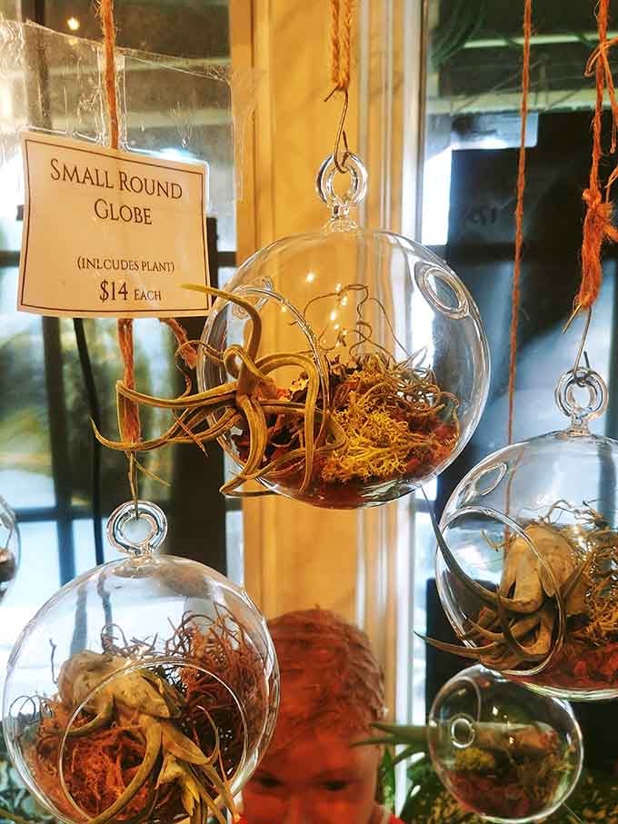 Hanging glass terrariums with air plants offer a gentler side to Bazaar's collection for the botanically inclined shoppers.