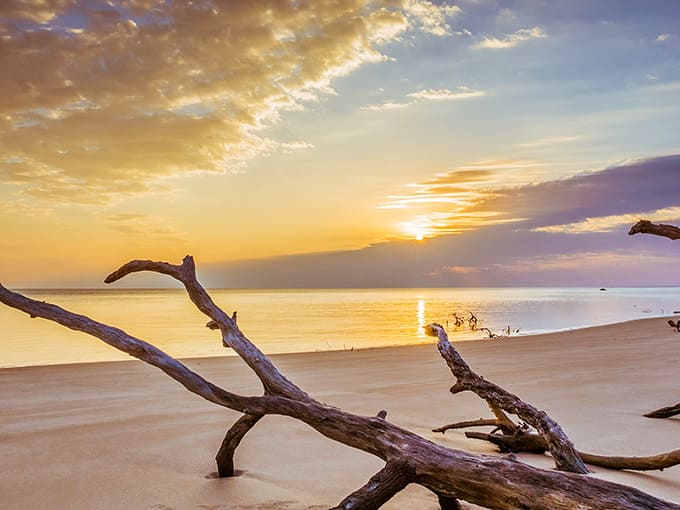 Golden hour transforms bleached driftwood into silhouettes, painting the sky in spectacular sunset hues.
