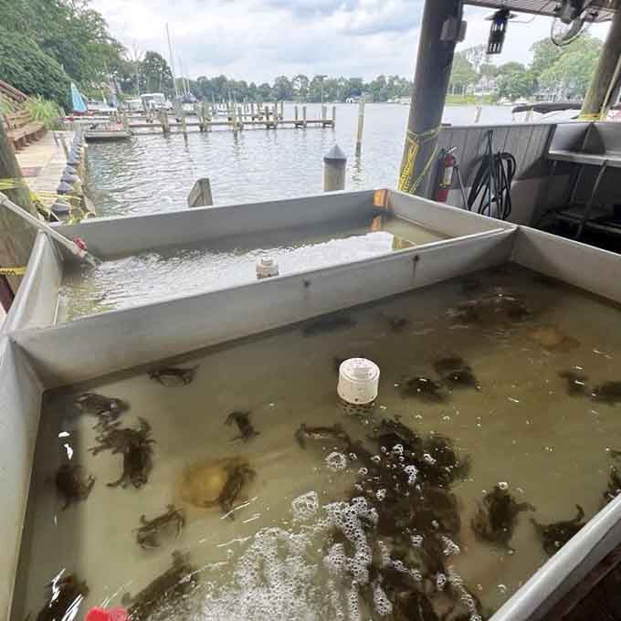 Fresh crabs waiting in their holding tank, blissfully unaware they're about to become someone's perfect meal.