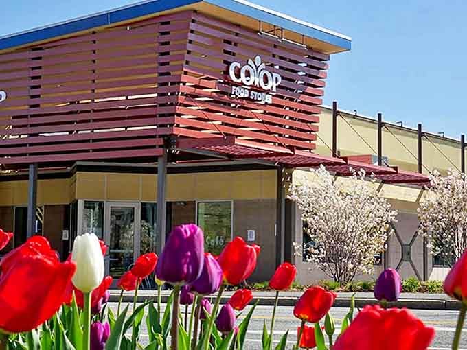 The Co-op Food Store welcomes spring with a tulip reception committee. Grocery shopping becomes an event when the entrance looks this cheerful.