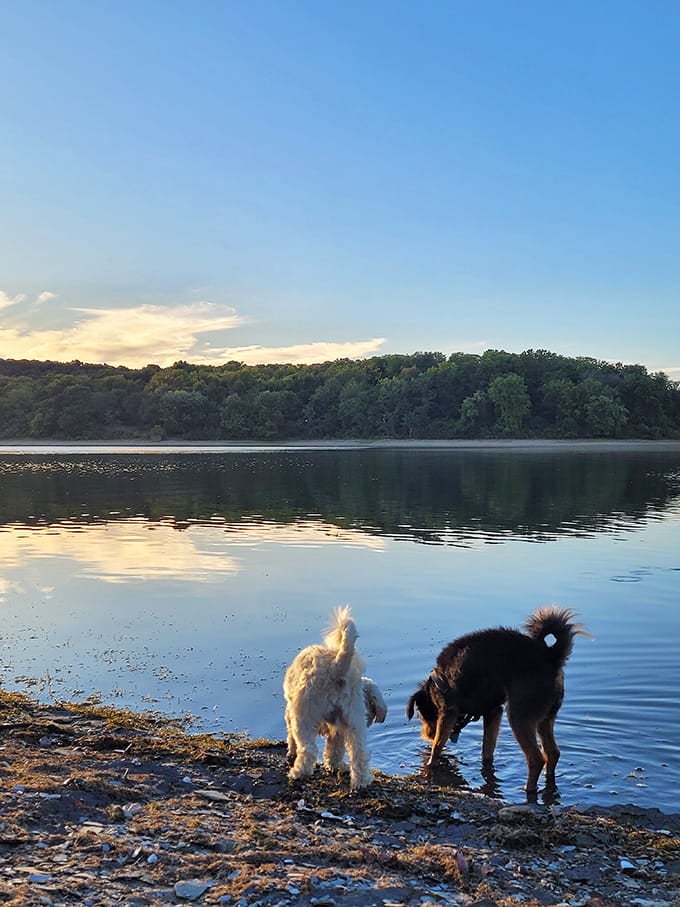 Even the dogs know this is the good life, contemplating the lake like furry philosophers at sunset.