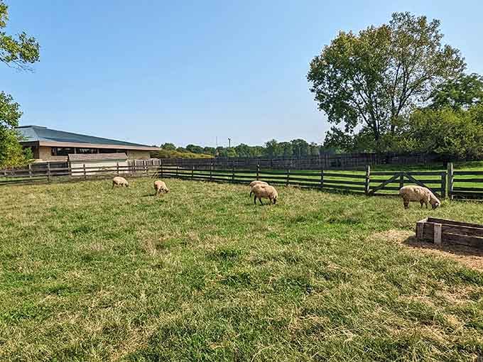 These sheep are living their best pastoral life, completely unbothered by deadlines, traffic, or the concept of Mondays in general.