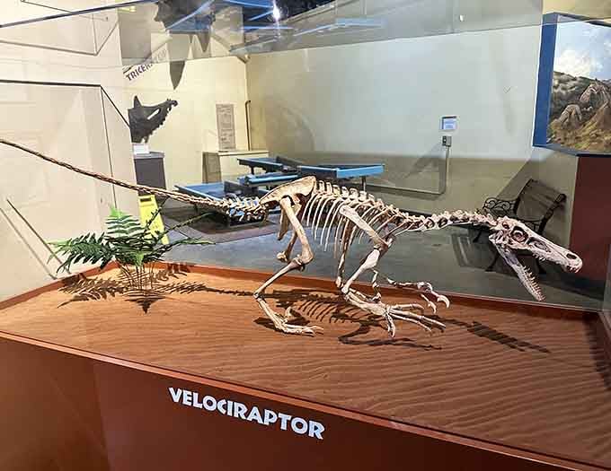 The Velociraptor skeleton reminds us that Hollywood got the size wrong, but the terrifying part absolutely right for audiences.