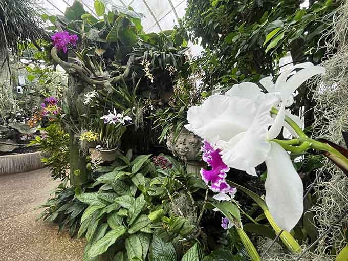 More exotic orchids proving that sometimes the fanciest flowers are worth the greenhouse visit and inevitable plant envy.