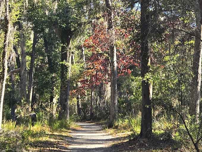 Forest trails wind through maritime woods that feel like stepping into another world entirely, Spanish moss and all.