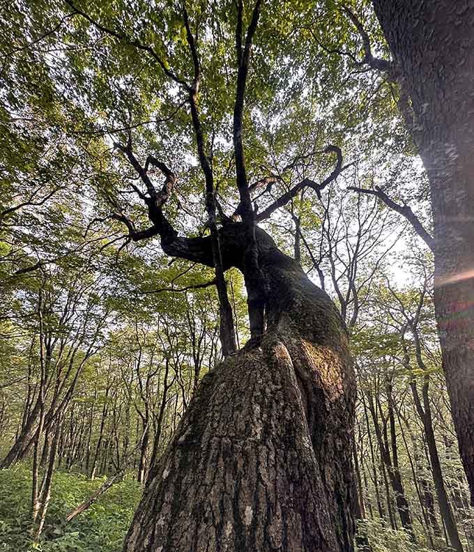 Ancient trees that have witnessed more seasons than we can count, standing guard over the forest.