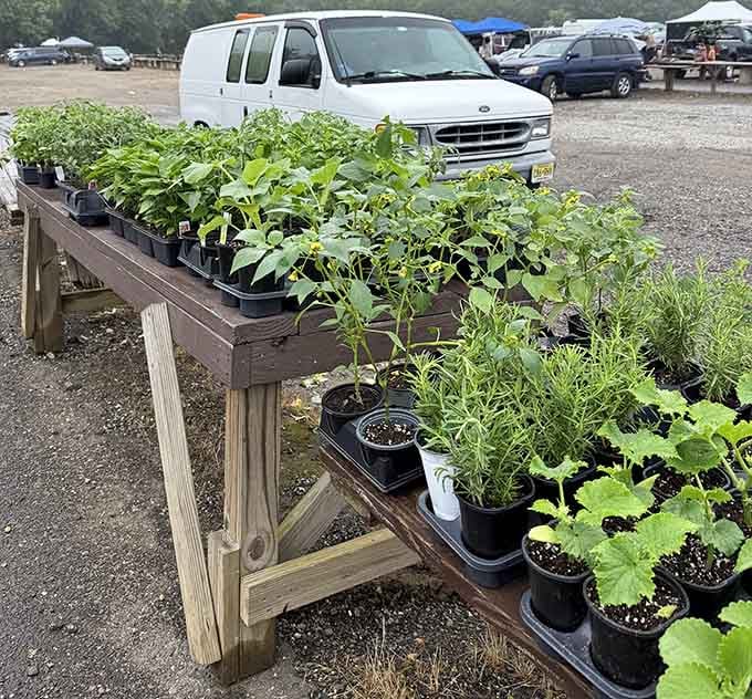 Garden plants and seedlings bring life to the market, perfect for folks whose thumbs are greener than their wallets.