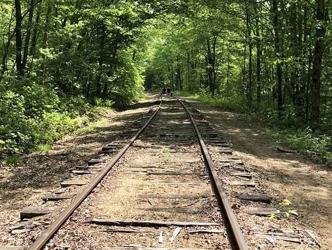 These tracks disappearing into the forest look like they're leading somewhere magical, because honestly, they absolutely are.