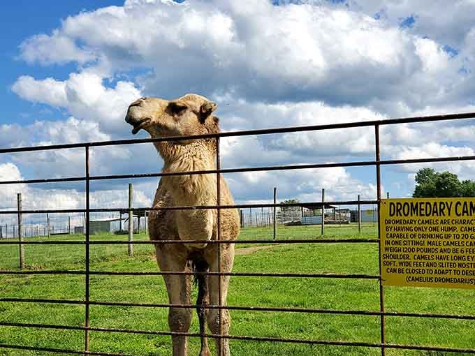 The camel offers a smug smile, knowing full well it could survive weeks in a desert while you complain about forgetting your water bottle in the car.
