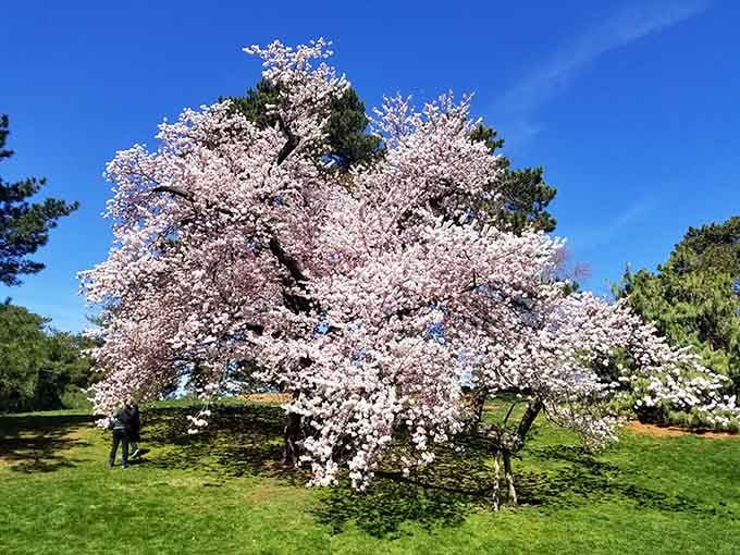 Cherry blossoms in full bloom creating that perfect Instagram moment everyone dreams about each spring.