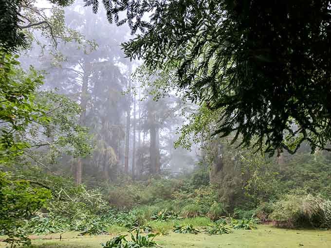 Misty forests surrounding town remind you that nature doesn't need a filter to look absolutely magical.
