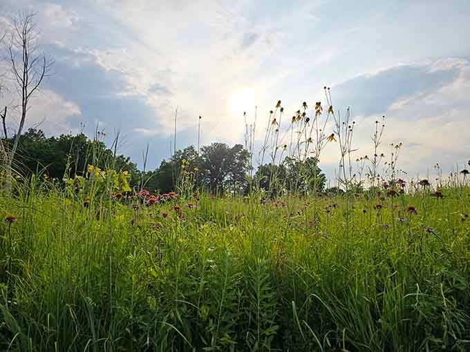 Harris Park's wildflowers grow freely, creating natural beauty that no landscape architect could improve upon if they tried.