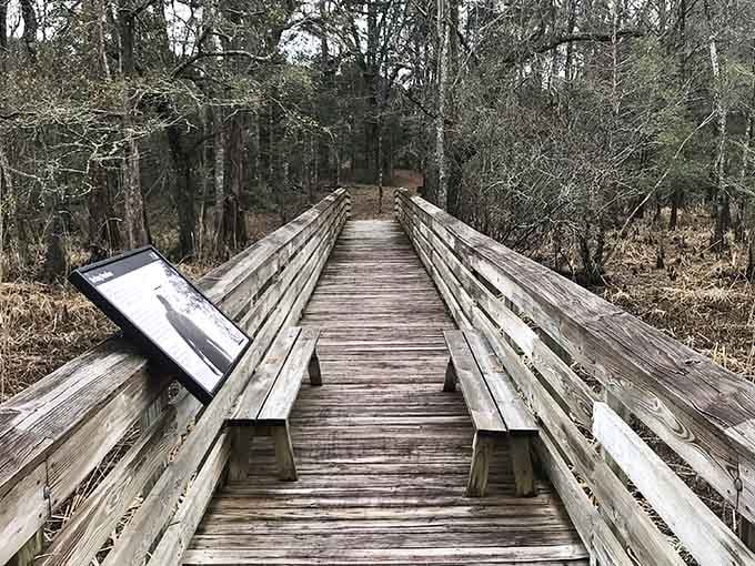 This boardwalk leads you through what was once productive rice fields, now returned to the wild Lowcountry landscape.