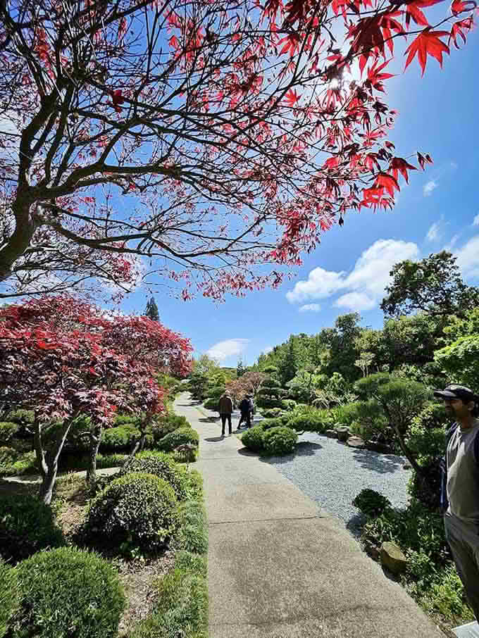 Walking these paths under crimson maples, you'll understand why people write haikus about moments like this.
