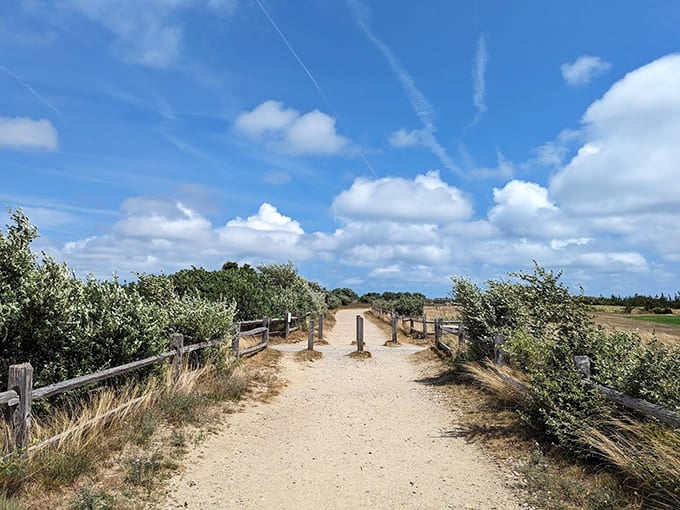 Paths wind through the landscape where beach grass and scrub pine create their own natural Cape Cod artwork.