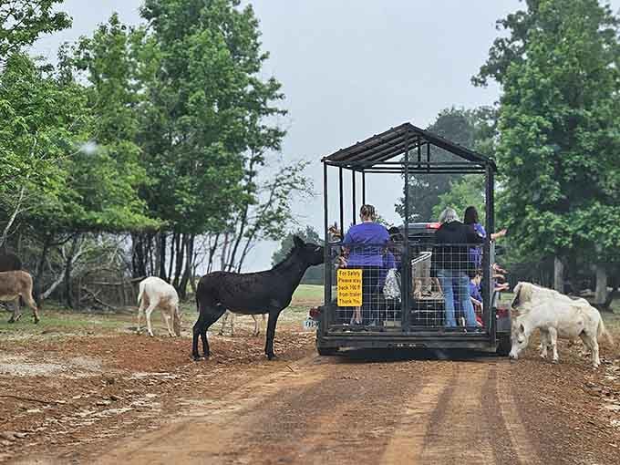 Feed exotic animals from a safari wagon because apparently Jefferson does everything with historical flair.