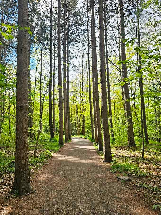 Tall trees line the path like nature's own cathedral columns leading adventurers toward the main attraction.