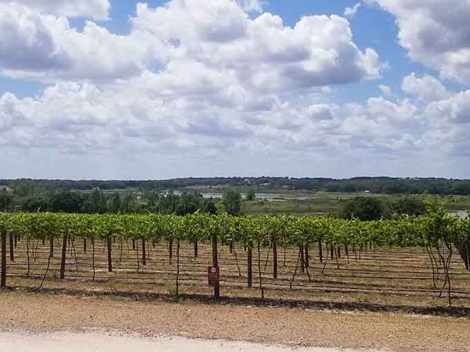Rows of grapevines stretching across Florida soil, quietly proving that wine country doesn't require mountains or a California zip code to exist.