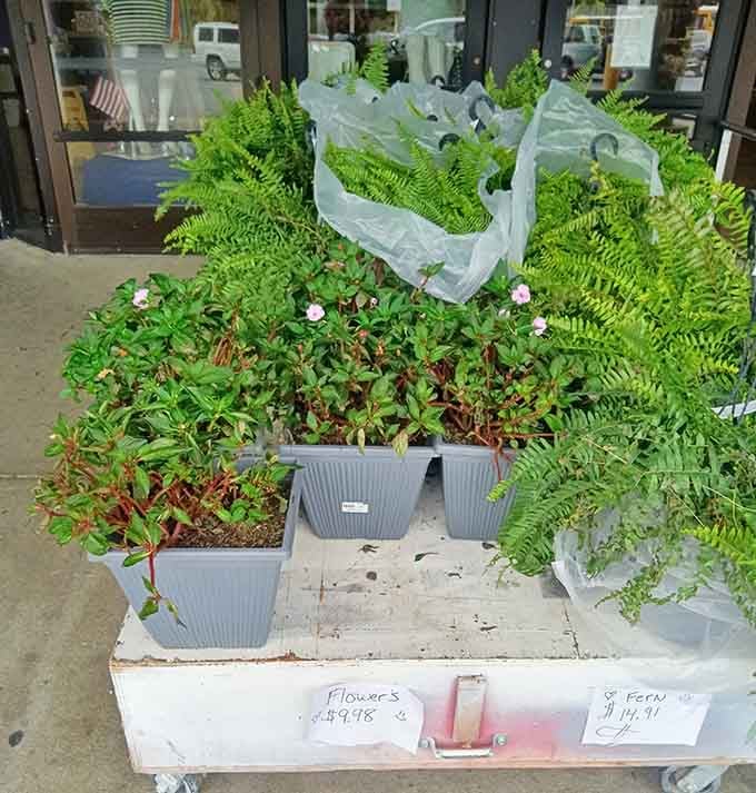 Fresh plants and ferns outside the entrance adding life to your shopping trip, because even thrift stores deserve curb appeal.