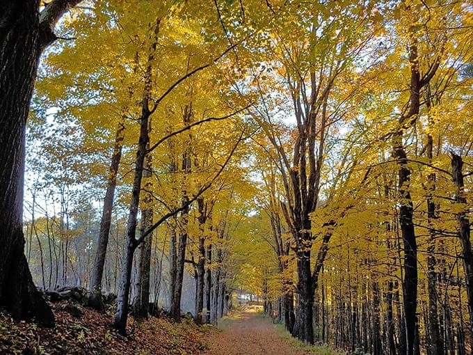 Fall foliage transforms the trail into a tunnel of gold, like walking through nature's own treasure vault.