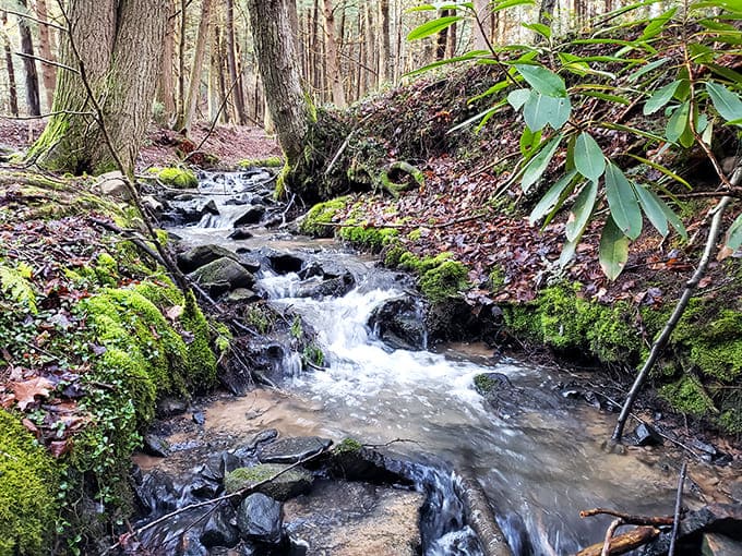 Mountain streams babbling their way through moss-covered rocks, providing the soundtrack to your perfect outdoor escape and meditation.