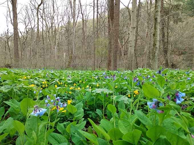 Wildflowers carpet the forest floor in a natural display that puts any botanical garden to shame without even trying.