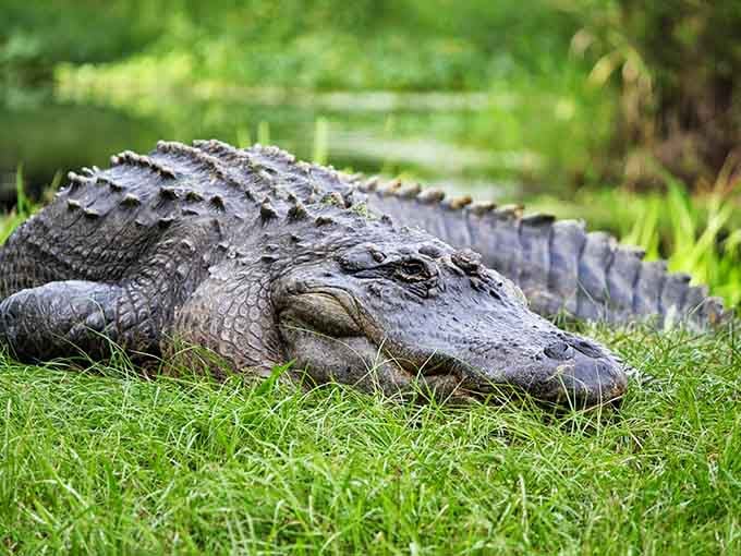 Alligators: Waycross's unpaid wildlife ambassadors. The Okefenokee Swamp offers nature documentaries in real-time&mdash;no streaming service required.